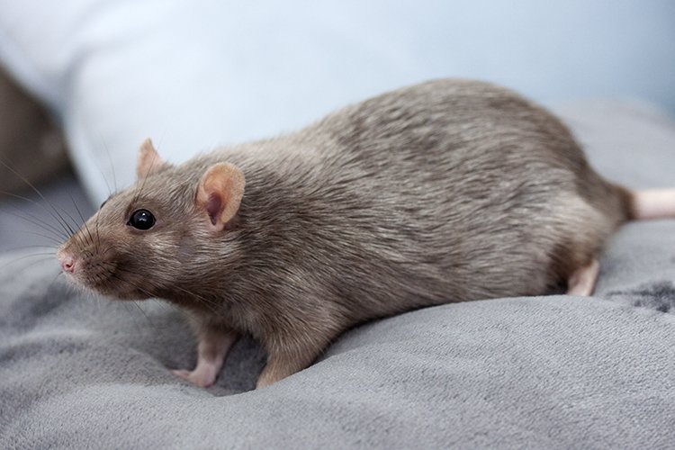 Van Silvermane naar Silken – Rattery Castor